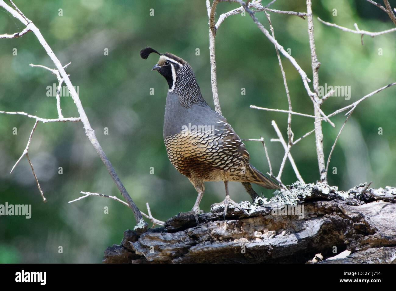 California Quail (Callipepla californica Stock Photo - Alamy
