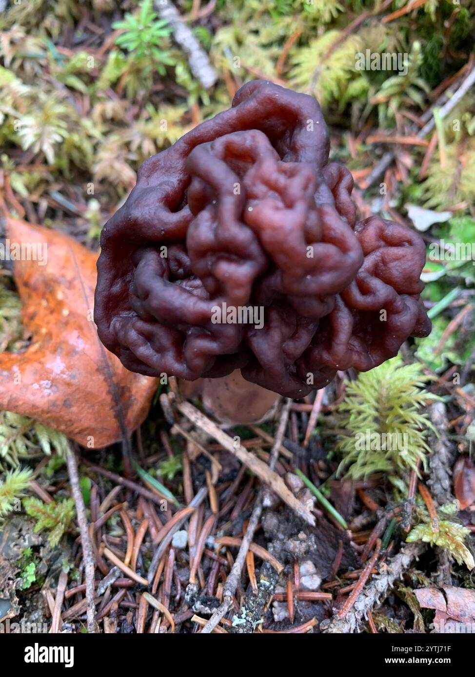 False Morel (Gyromitra esculenta Stock Photo - Alamy