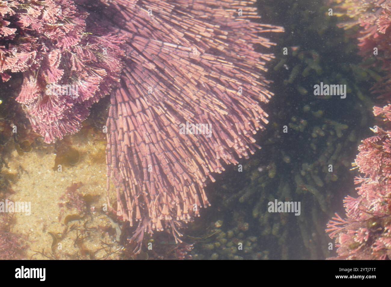 coralline algae (Corallinaceae Stock Photo - Alamy