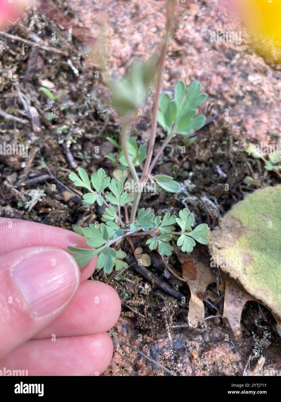 Capnoides sempervirens hi-res stock photography and images - Alamy