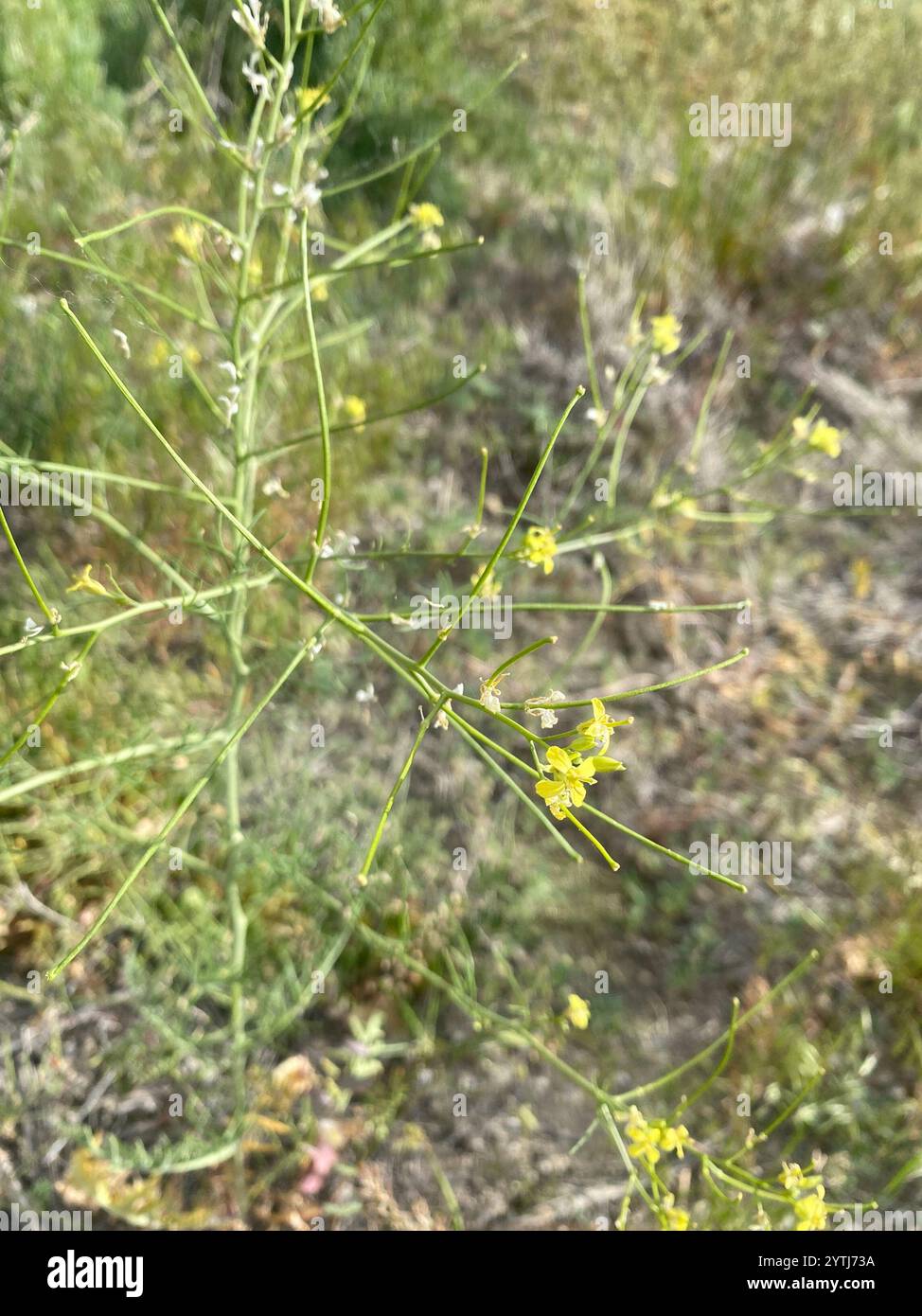 Tall Tumblemustard (Sisymbrium altissimum Stock Photo - Alamy