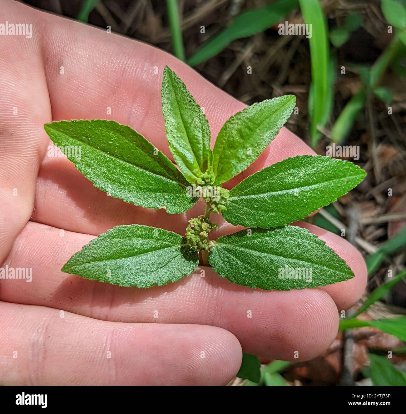Asthma plant (Euphorbia hirta Stock Photo - Alamy