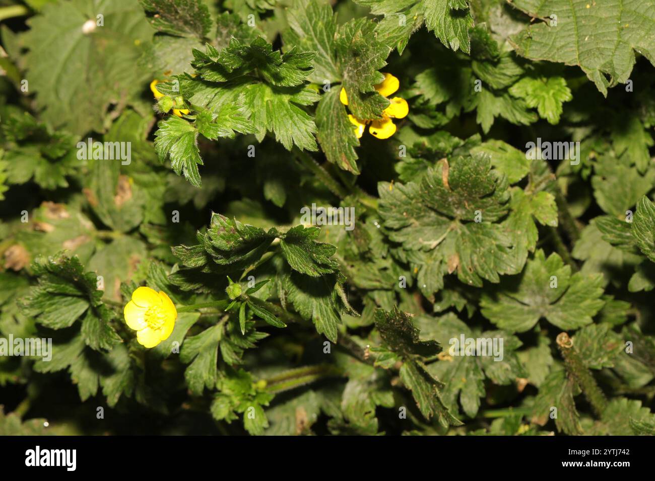 Creeping buttercup (Ranunculus repens Stock Photo - Alamy