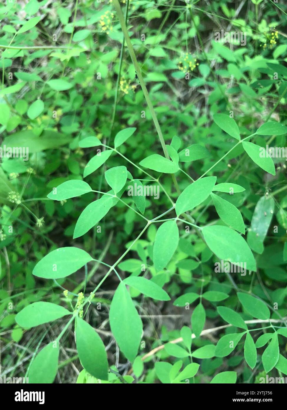 yellow pimpernel (Taenidia integerrima Stock Photo - Alamy