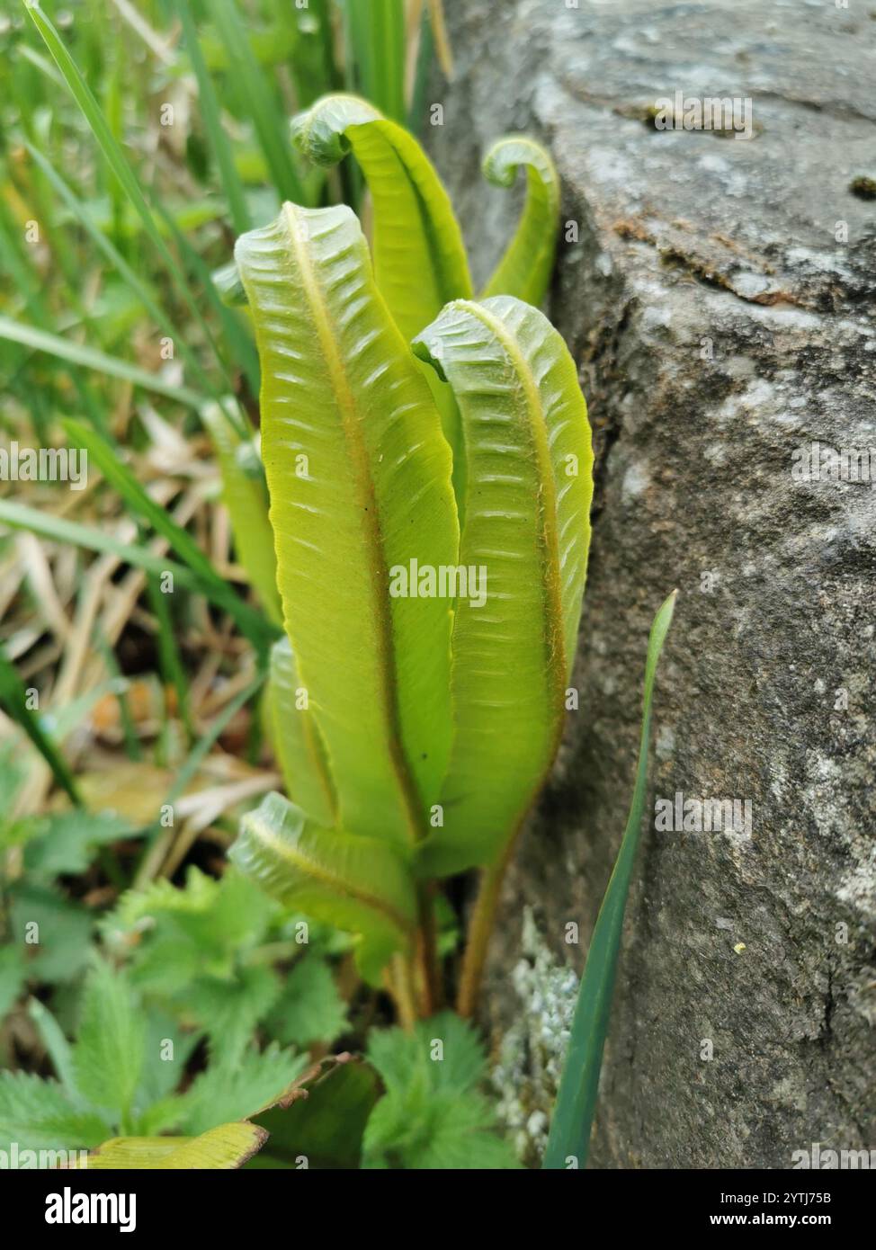 Hart's-tongue fern (Asplenium scolopendrium Stock Photo - Alamy
