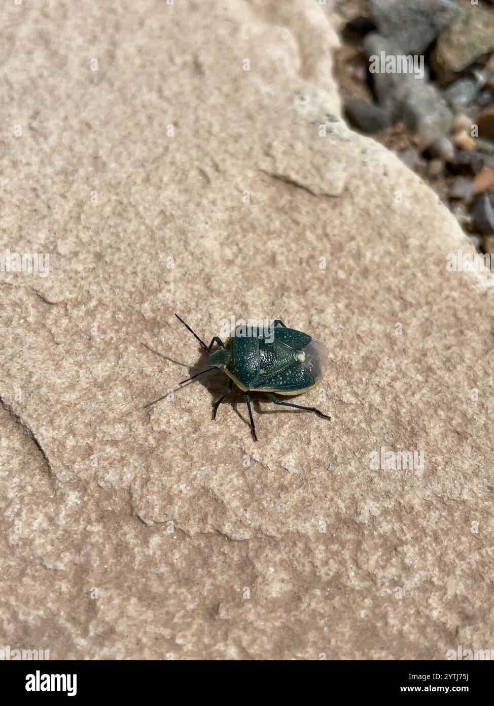 Say's Stink Bug (Chlorochroa sayi Stock Photo - Alamy