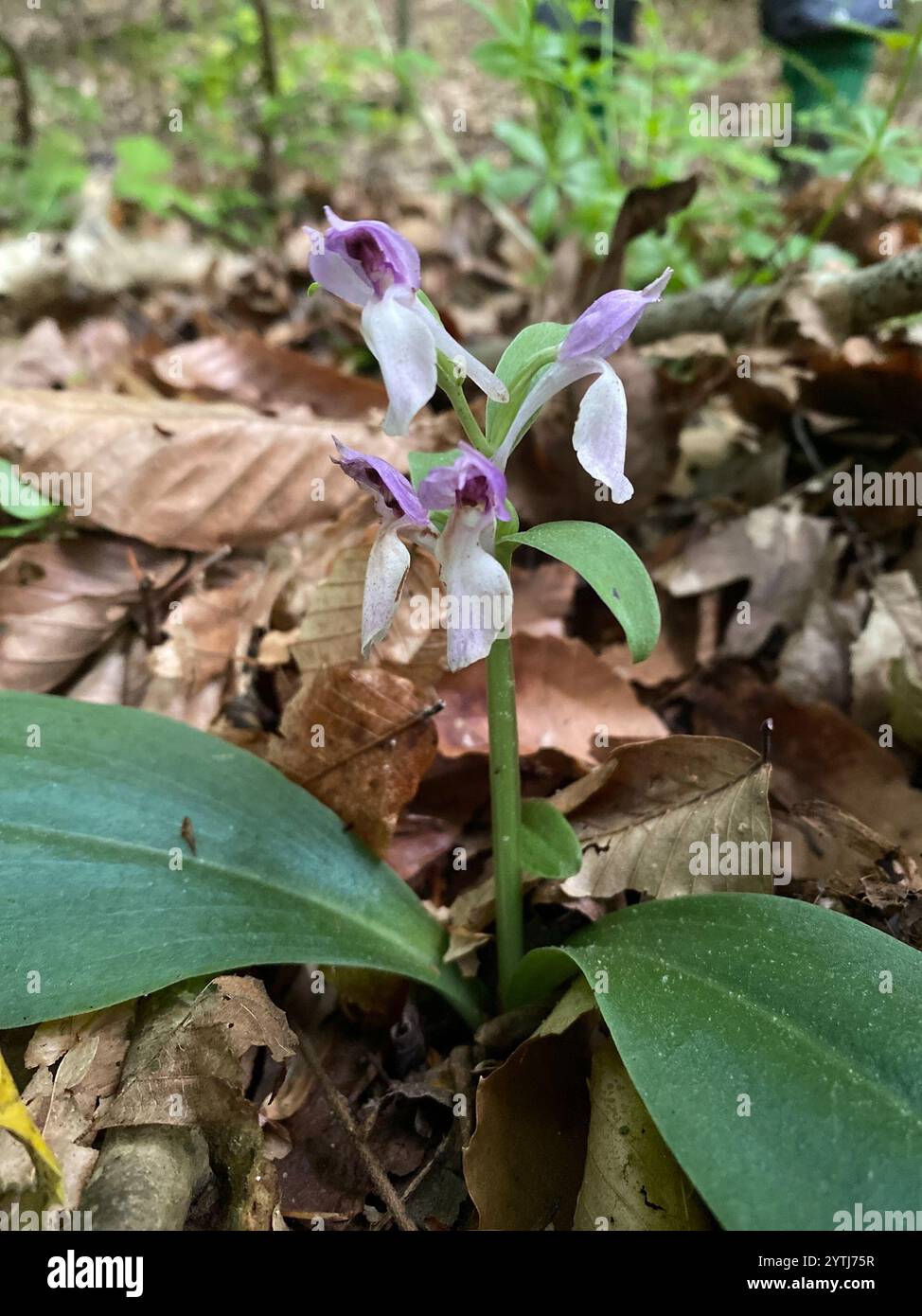 showy orchis (Galearis spectabilis Stock Photo - Alamy