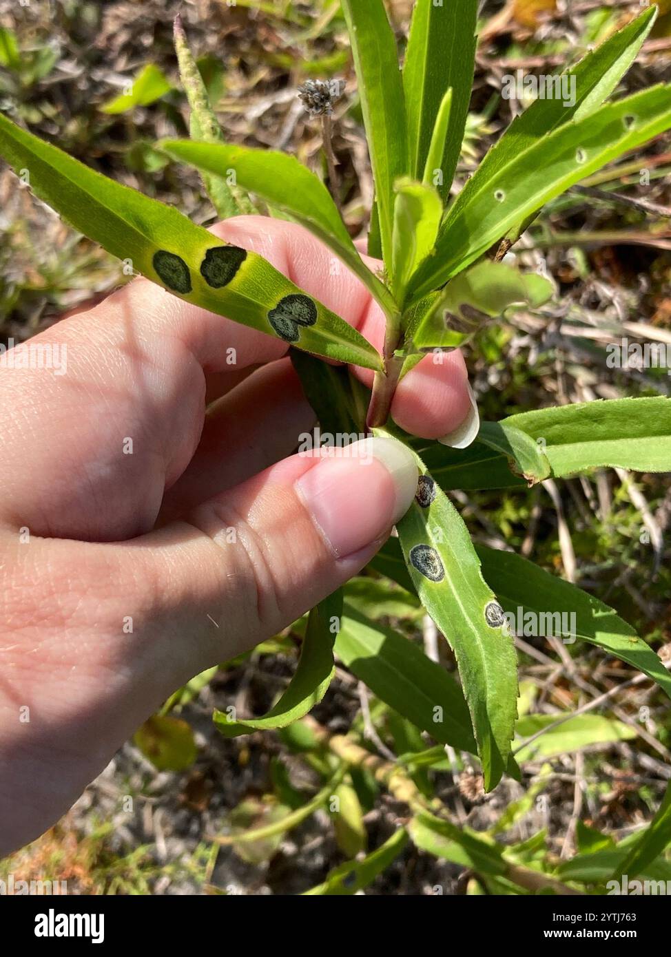 Carbonifera goldenrod gall midge (Asteromyia carbonifera Stock Photo ...