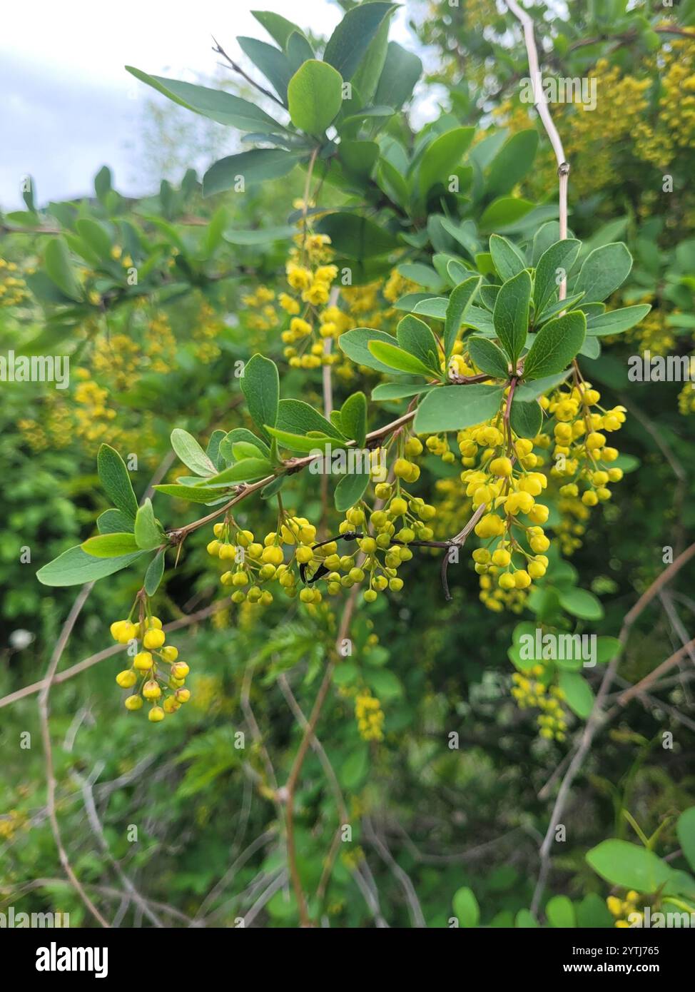 European barberry (Berberis vulgaris Stock Photo - Alamy