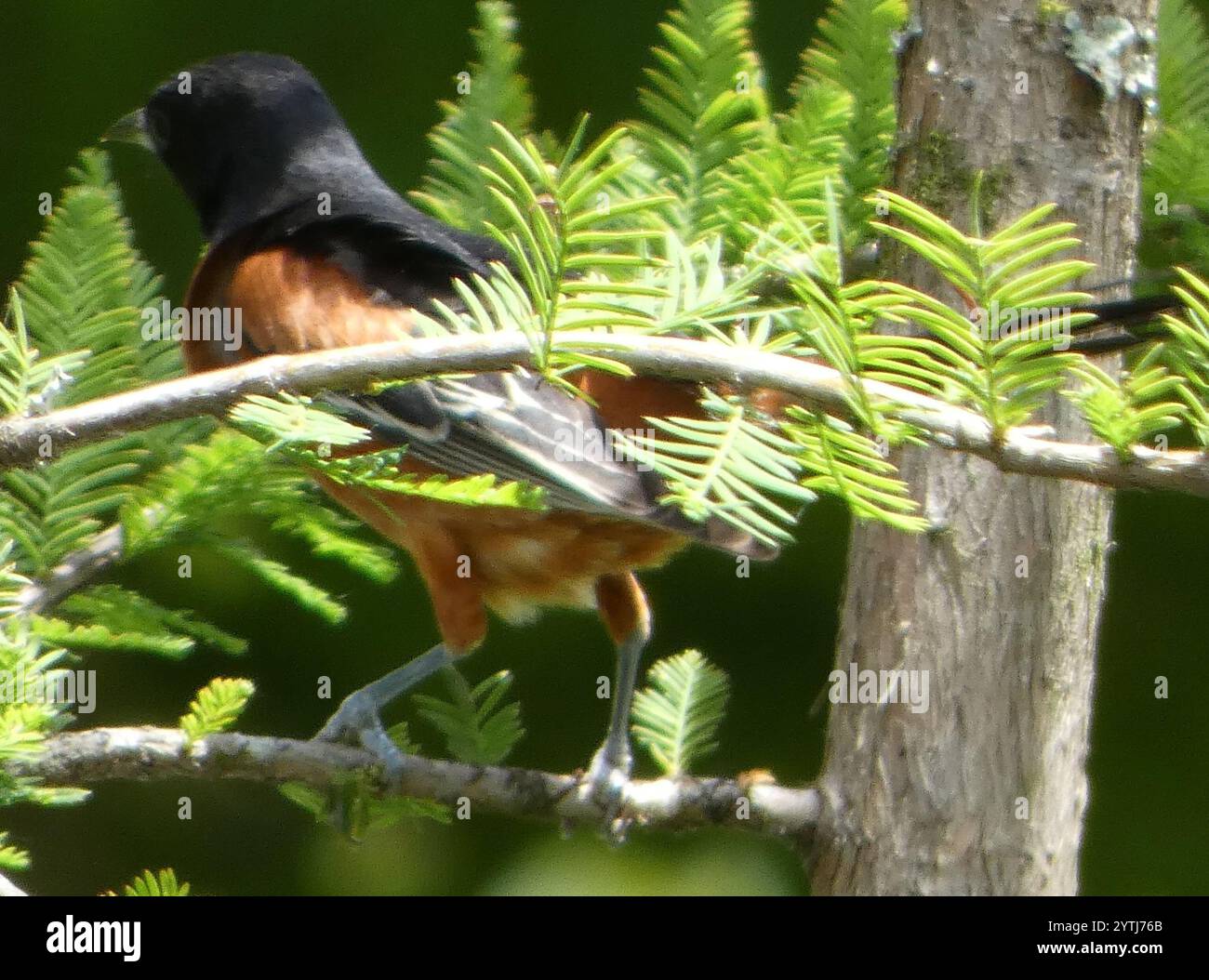 Orchard Oriole (Icterus spurius Stock Photo - Alamy