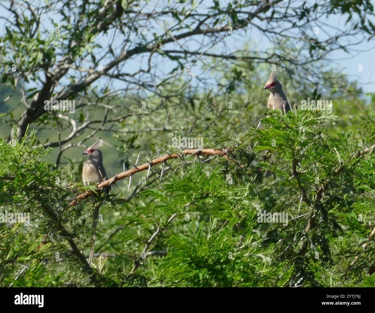 Urocolius indicus hi-res stock photography and images - Alamy