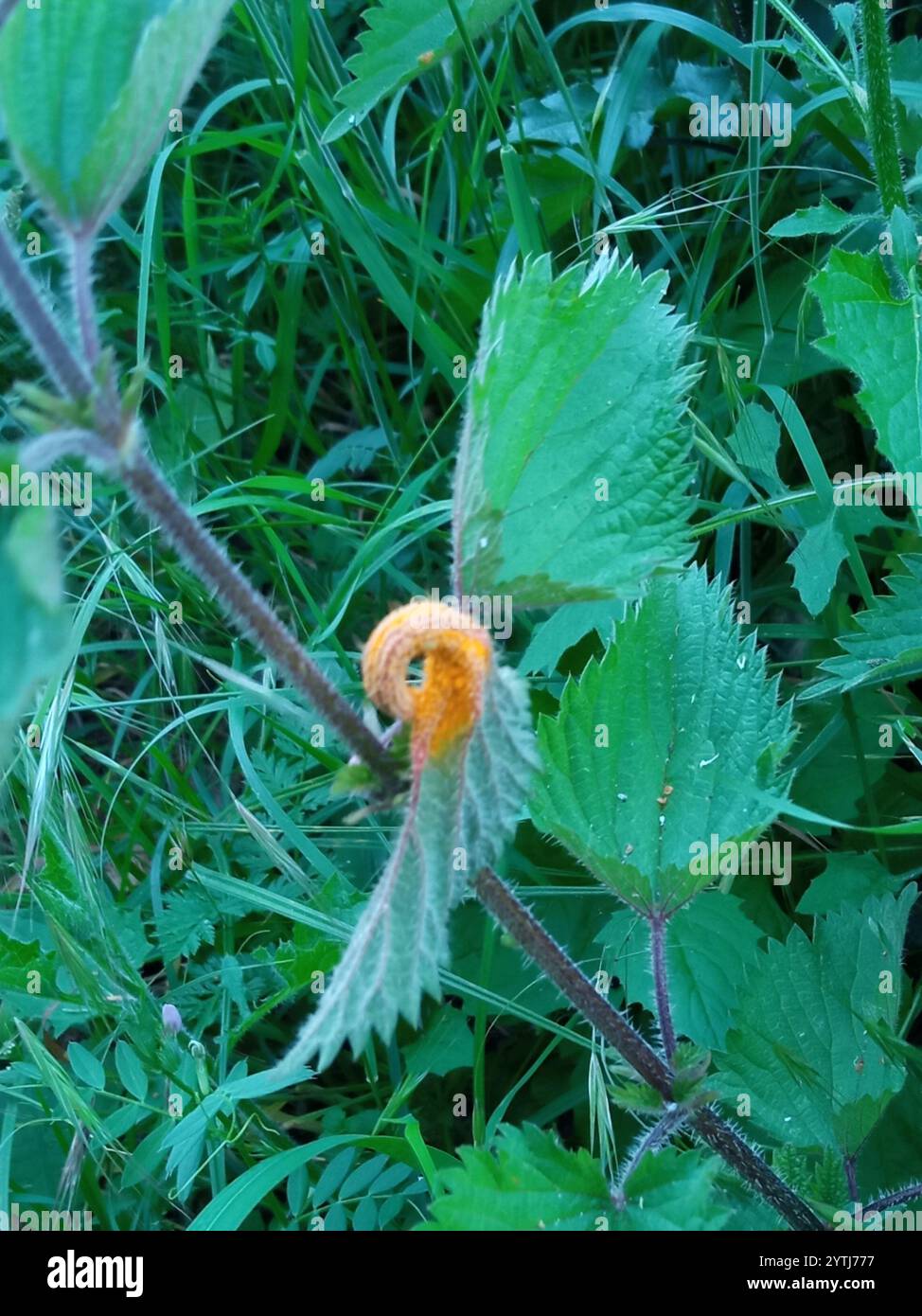 Nettle Clustercup Rust fungus (Puccinia urticata Stock Photo - Alamy