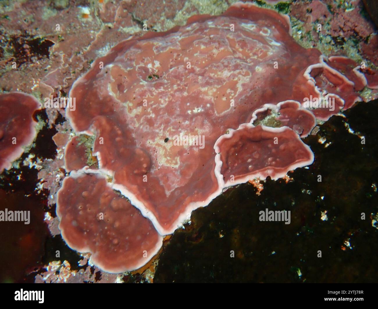 Crustose coralline algae (Lithothamnion Stock Photo - Alamy