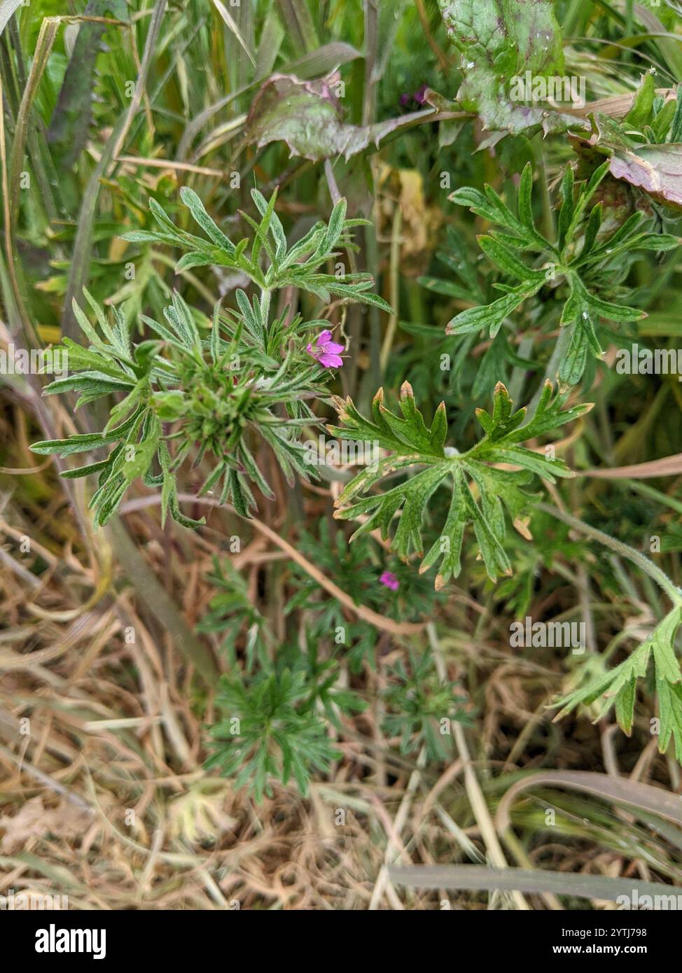 Cut-leaved crane's-bill (Geranium dissectum Stock Photo - Alamy