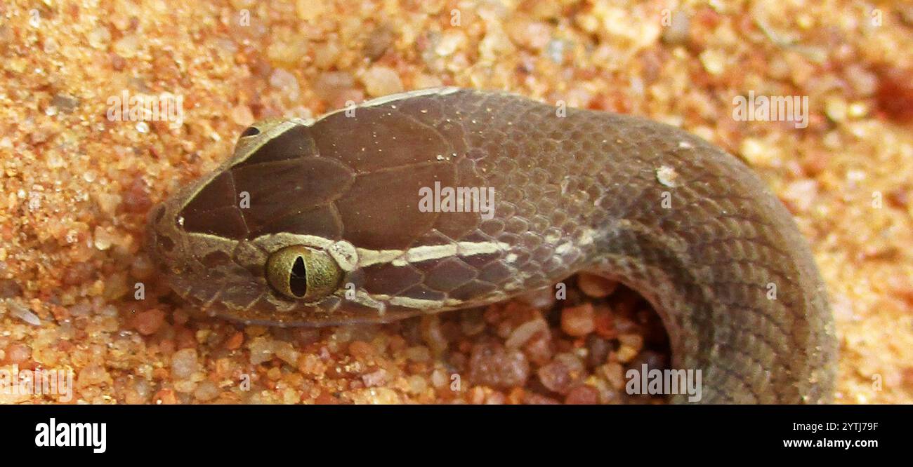 Cape house snake hi-res stock photography and images - Alamy