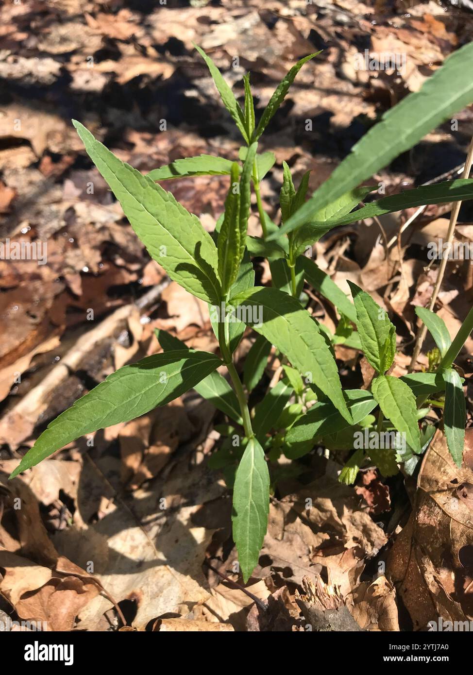 white turtlehead (Chelone glabra Stock Photo - Alamy