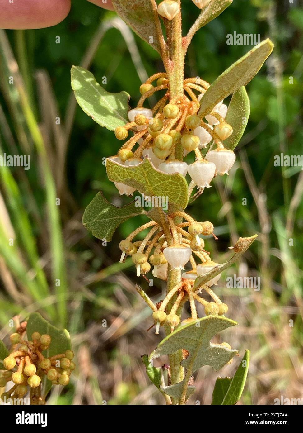 coastal plain staggerbush (Lyonia fruticosa Stock Photo - Alamy