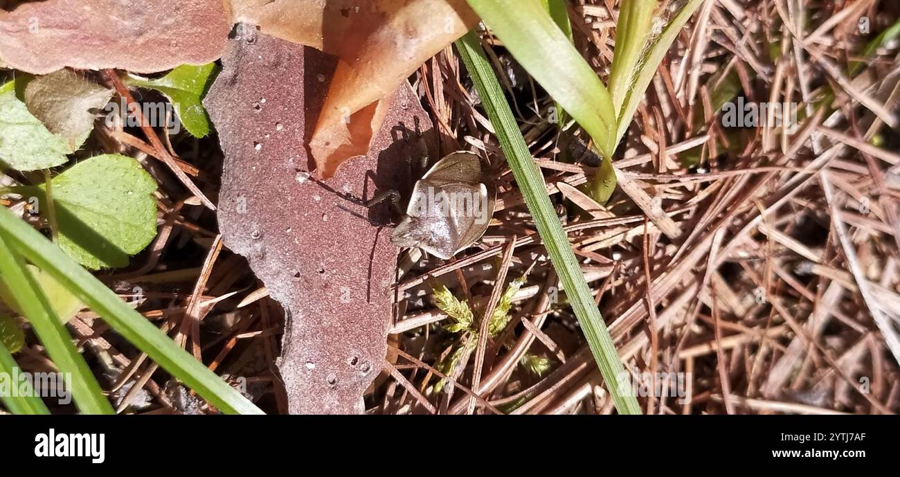 Chlorochroa pinicola hi-res stock photography and images - Alamy