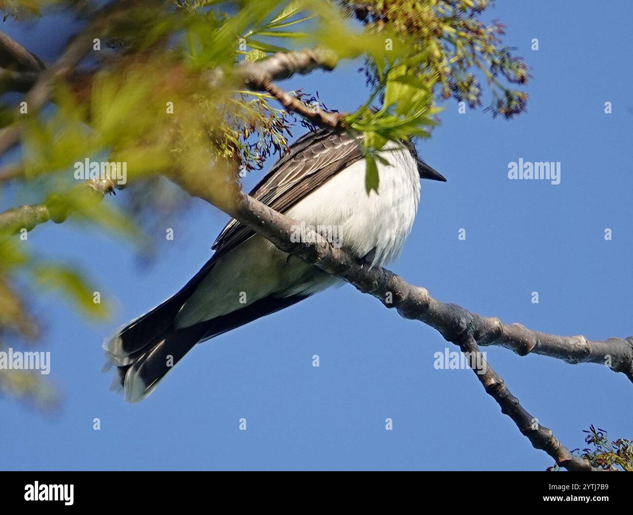 Eastern Kingbird (Tyrannus tyrannus Stock Photo - Alamy
