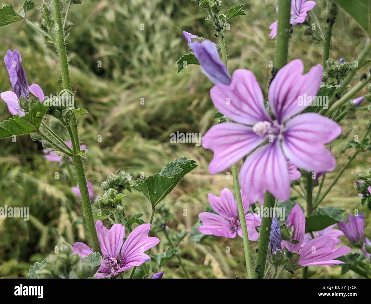Common Mallow (Malva sylvestris Stock Photo - Alamy