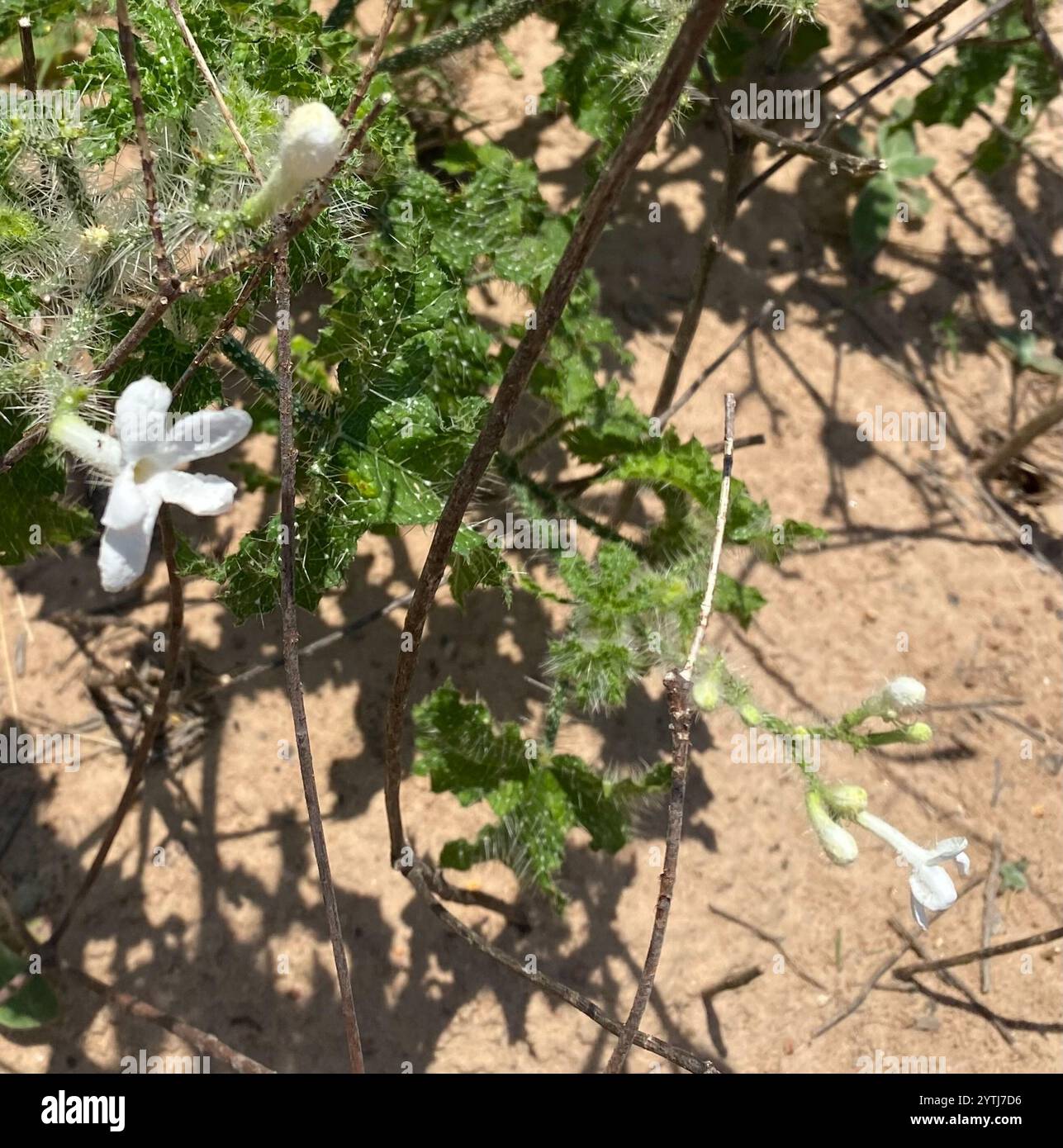 Texas Bull Nettle (Cnidoscolus texanus Stock Photo - Alamy