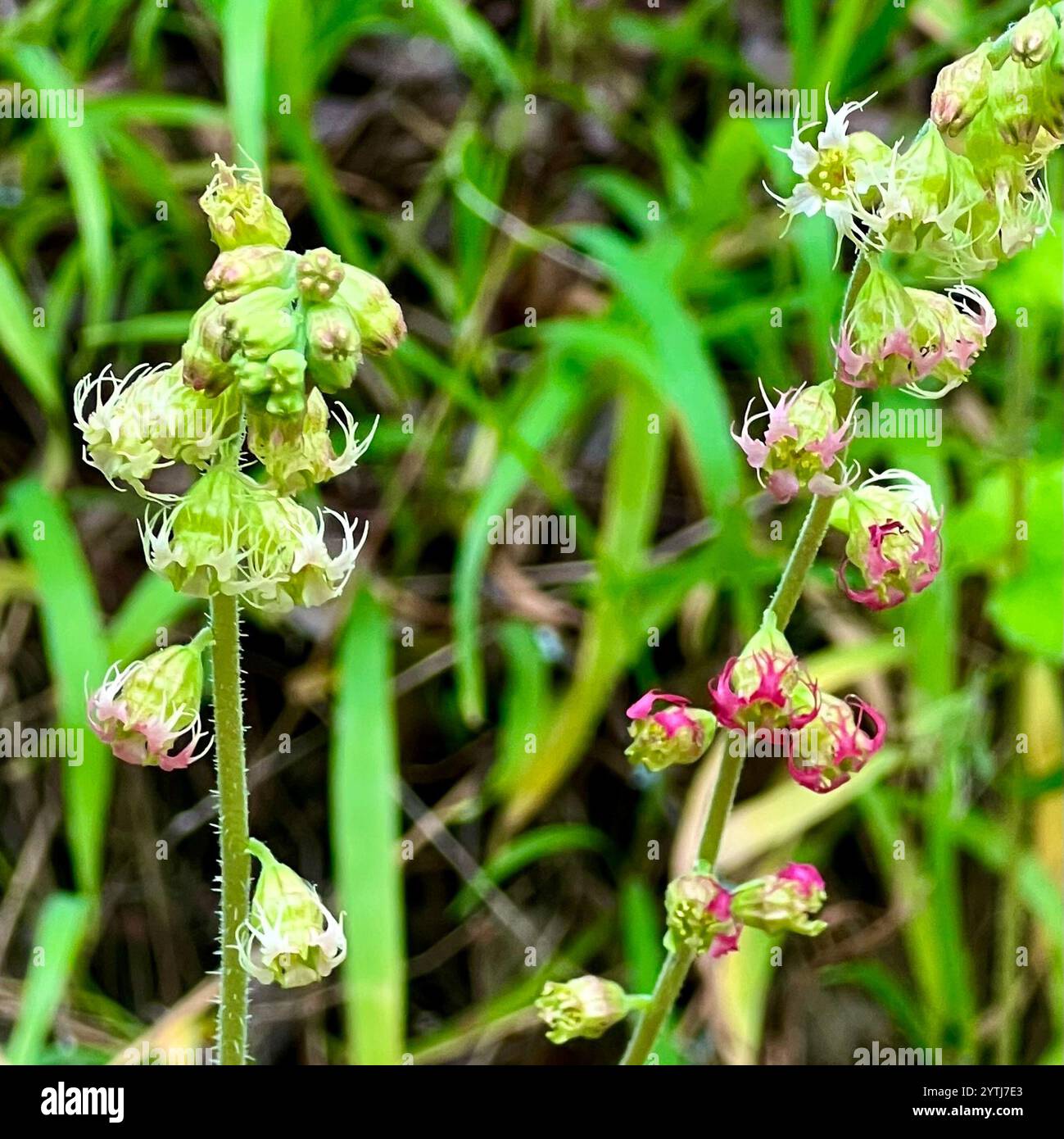 fringe cups (Tellima grandiflora Stock Photo - Alamy