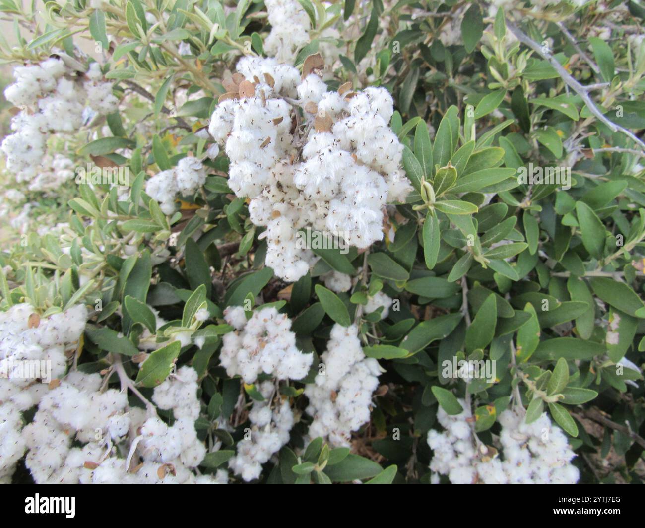 Coastal Camphorbush (Tarchonanthus littoralis Stock Photo - Alamy
