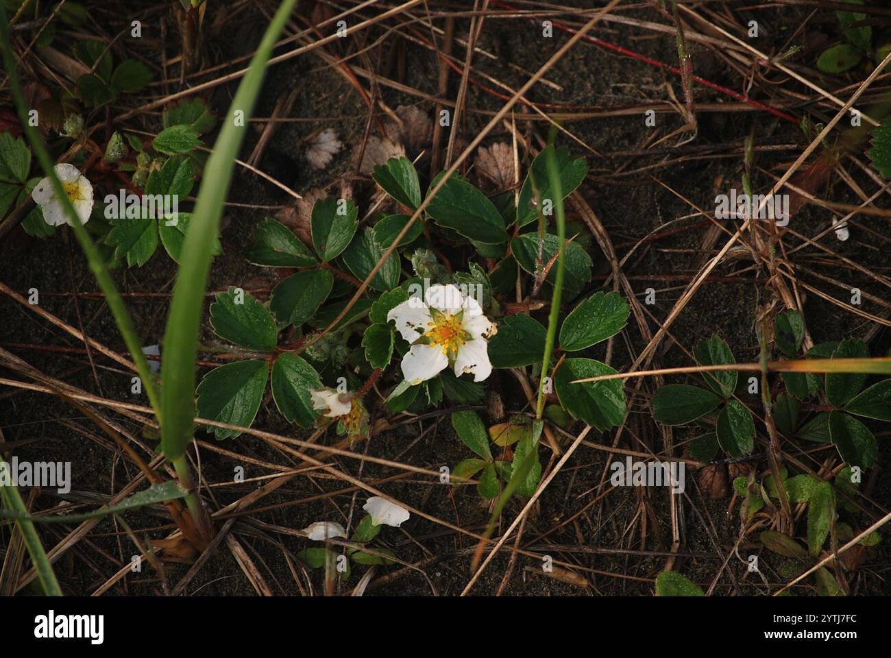 beach strawberry (Fragaria chiloensis Stock Photo - Alamy