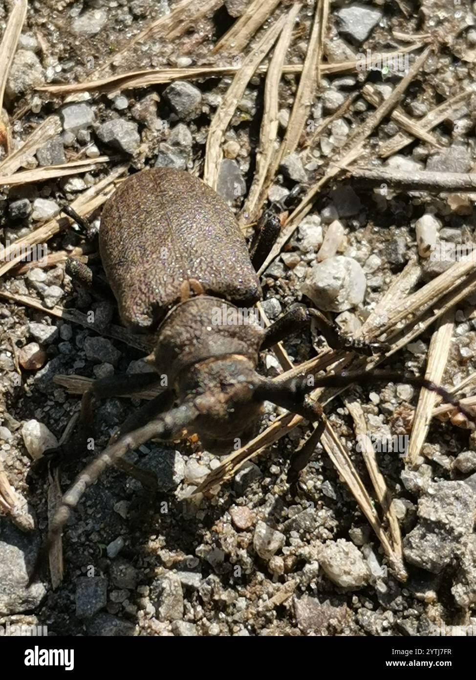 Weaver beetle (Lamia textor Stock Photo - Alamy
