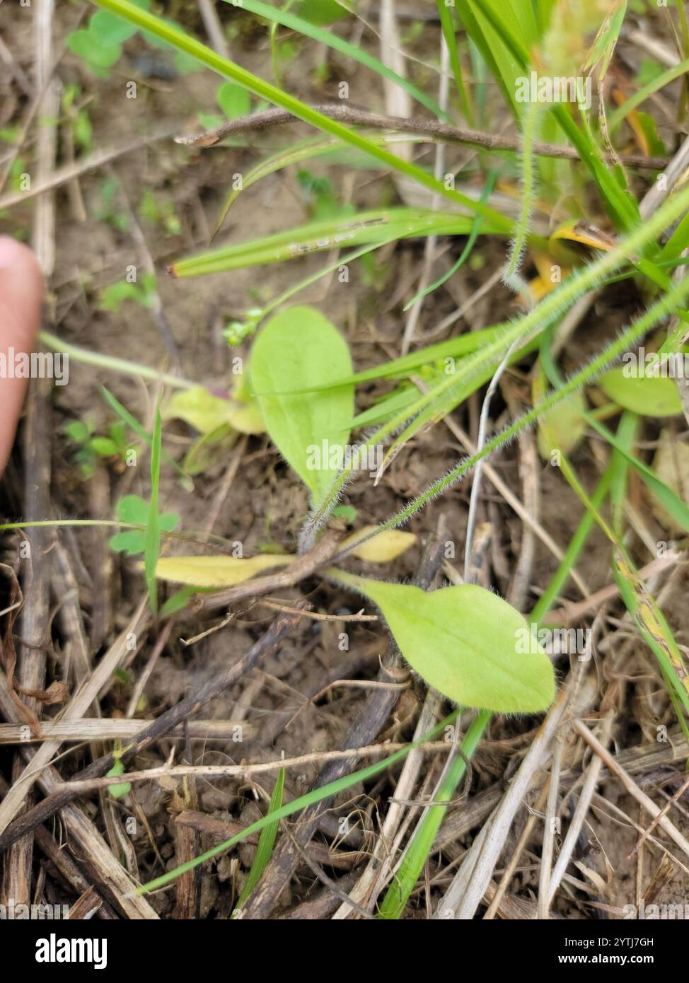 dwarf plantain (Plantago virginica Stock Photo - Alamy