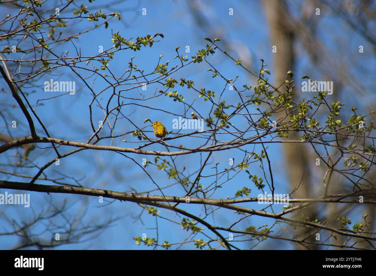 Yellow Warbler (Setophaga petechia Stock Photo - Alamy