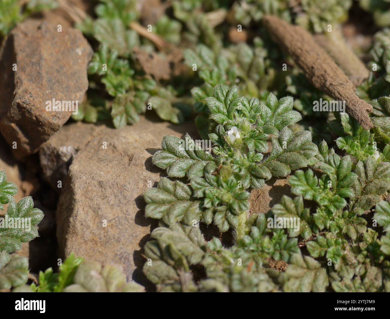 Coldenia hi-res stock photography and images - Alamy