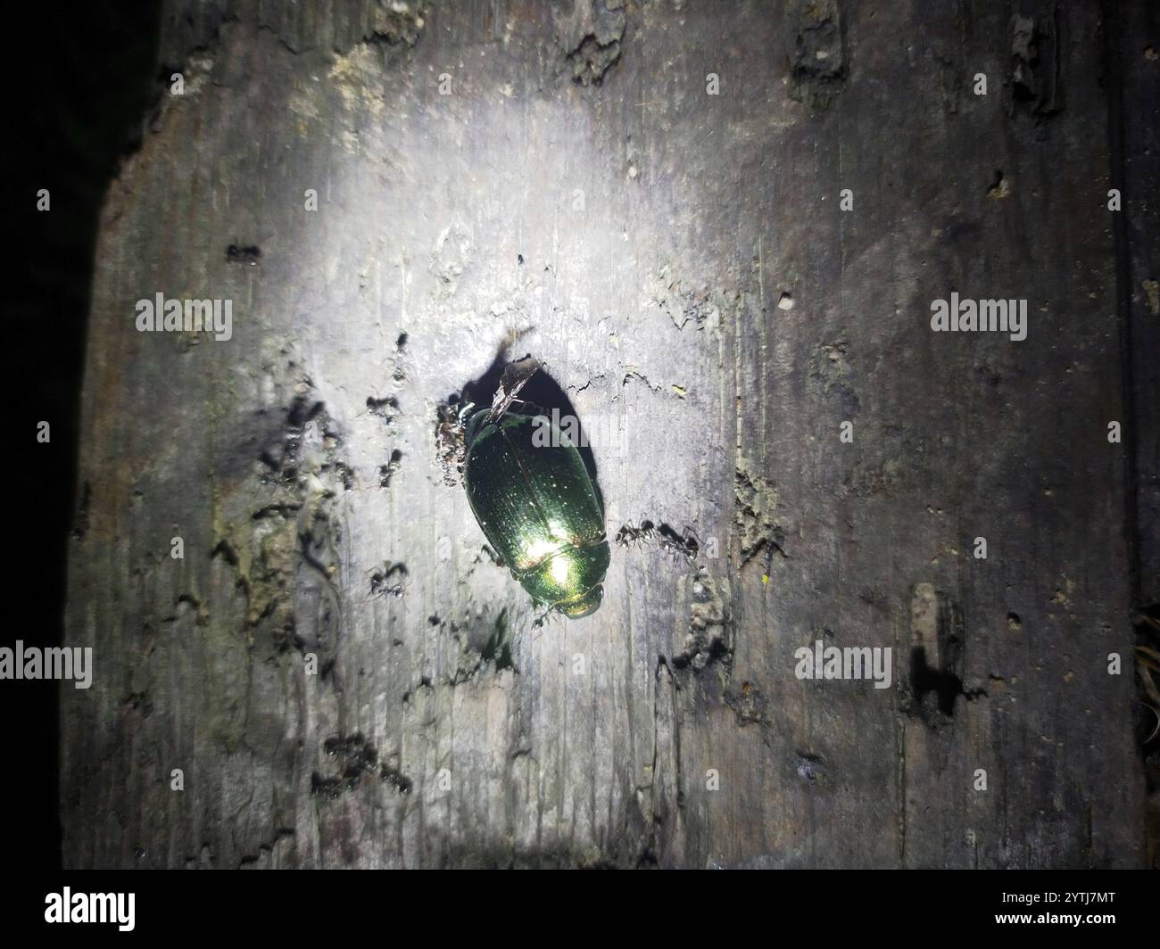 Anomala albopilosa hi-res stock photography and images - Alamy