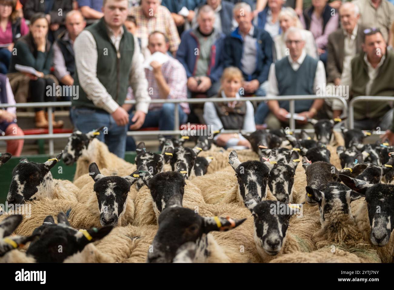 Sale of North of England mule gimmer lambs at Hawes, North Yorkshire ...