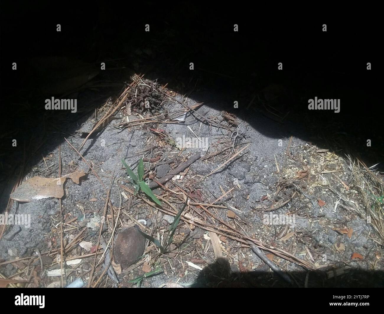 Pit trapping antlions hi-res stock photography and images - Alamy