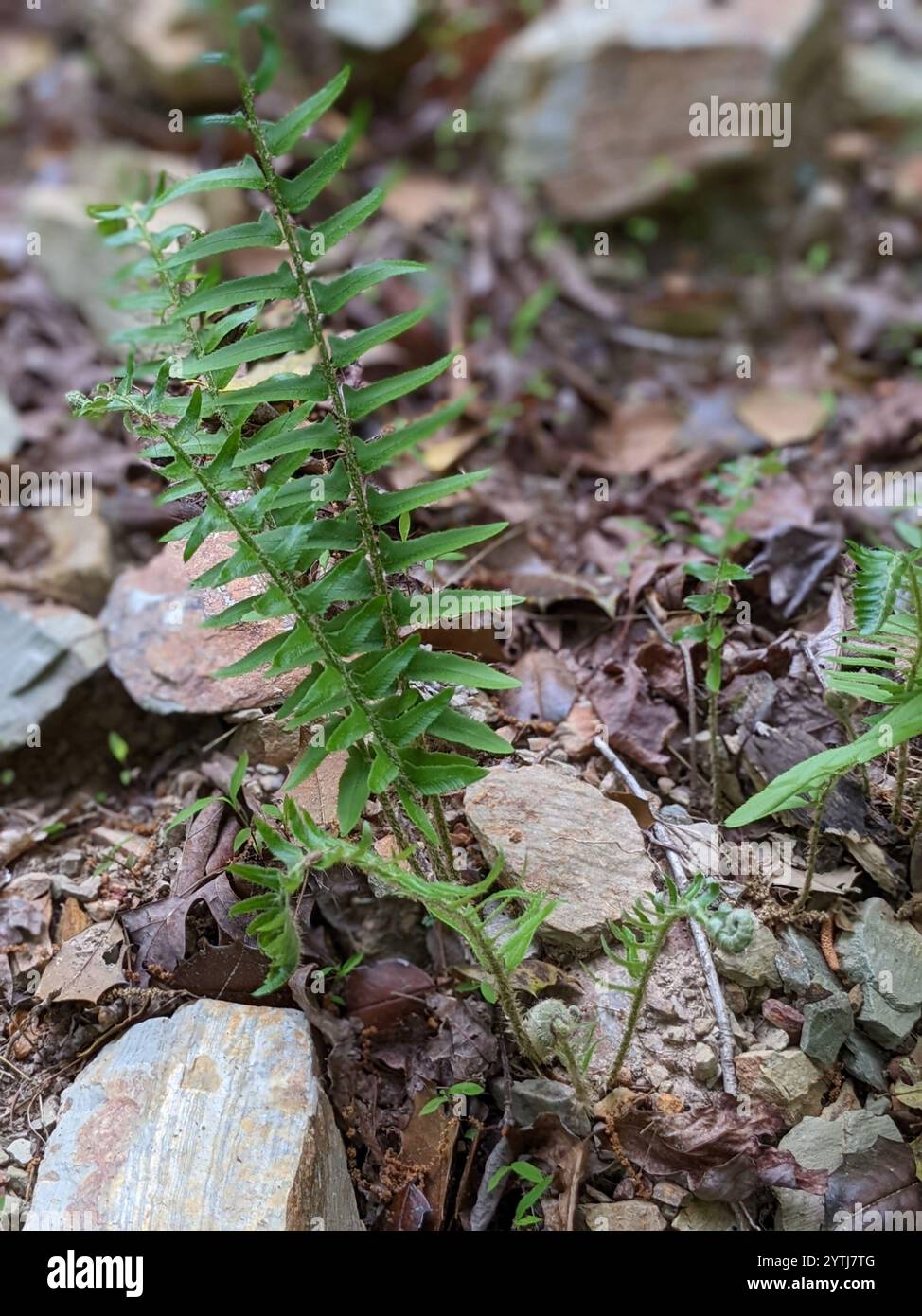 Christmas fern (Polystichum acrostichoides Stock Photo - Alamy