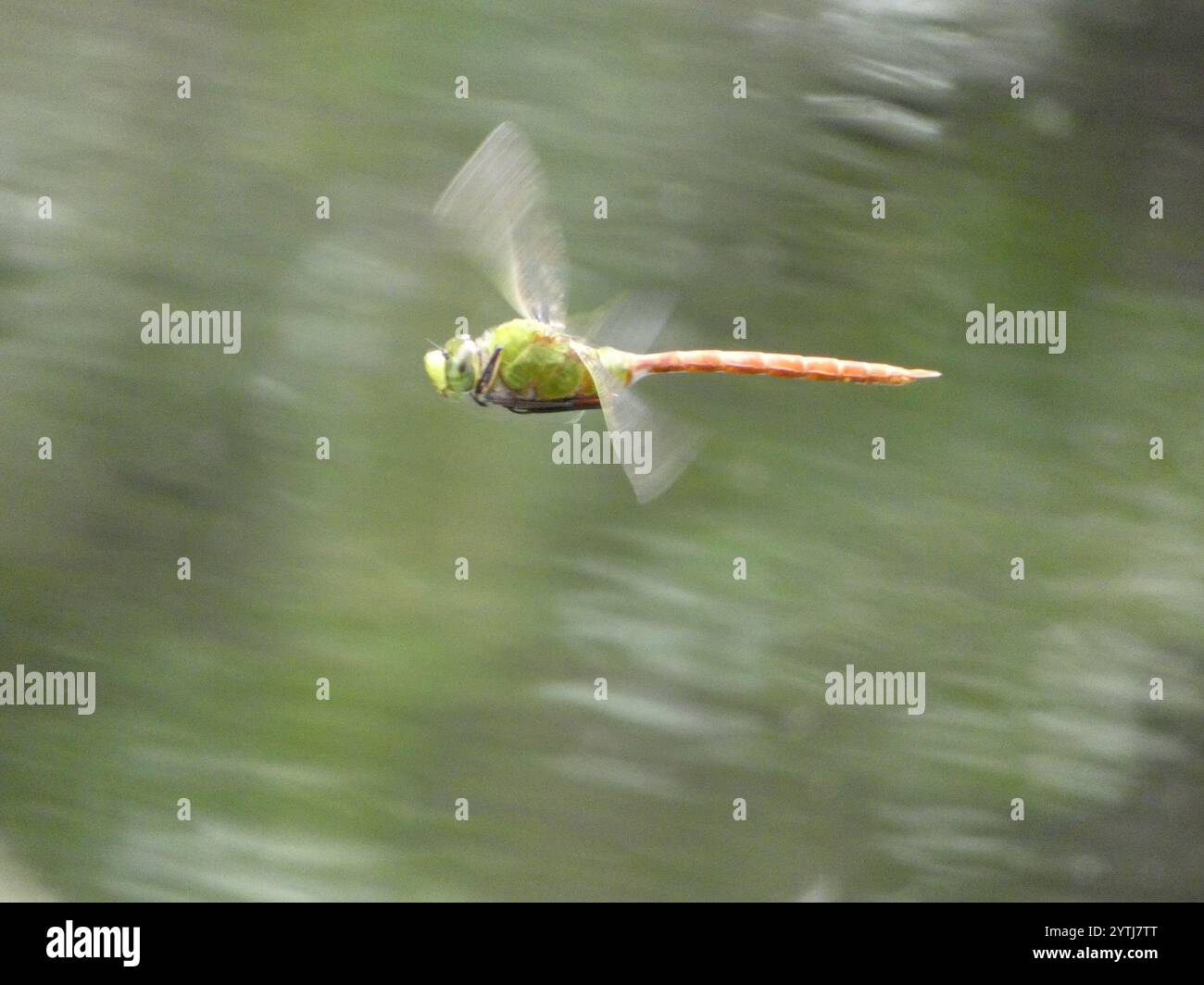 Comet Darner (Anax longipes Stock Photo - Alamy