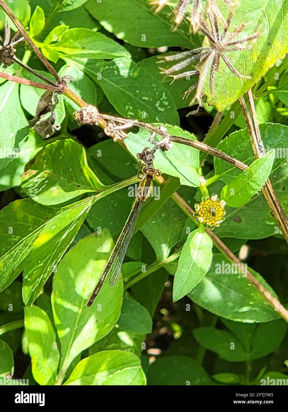 Ramburii ramburii hi-res stock photography and images - Alamy