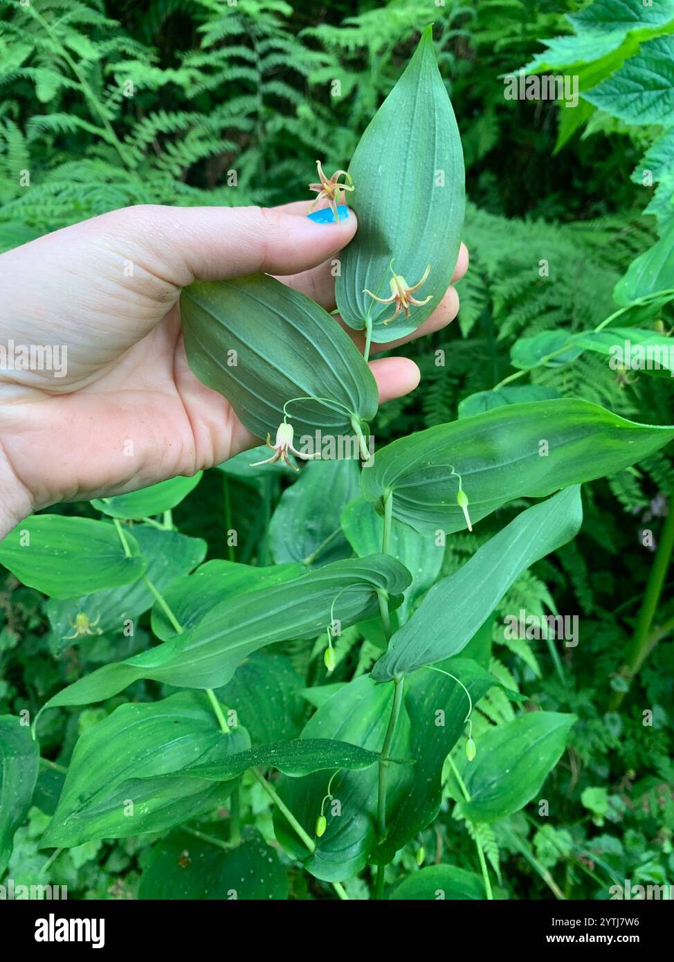 white twisted-stalk (Streptopus amplexifolius Stock Photo - Alamy