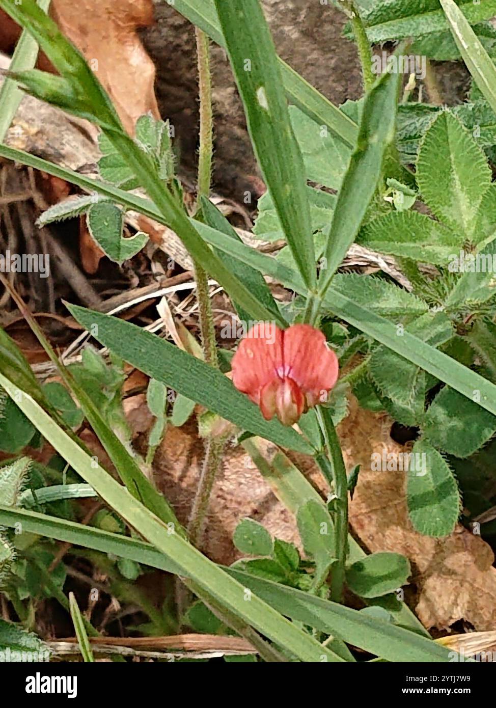 Grass Pea (Lathyrus sphaericus Stock Photo - Alamy