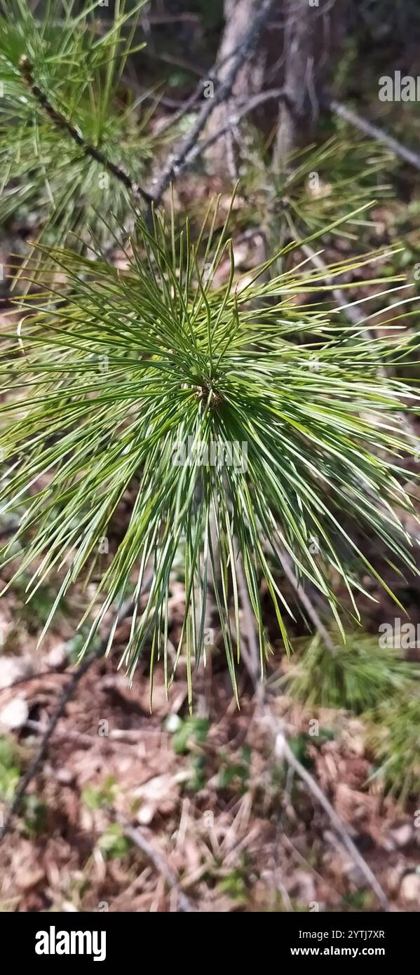 Siberian pine (Pinus sibirica Stock Photo - Alamy