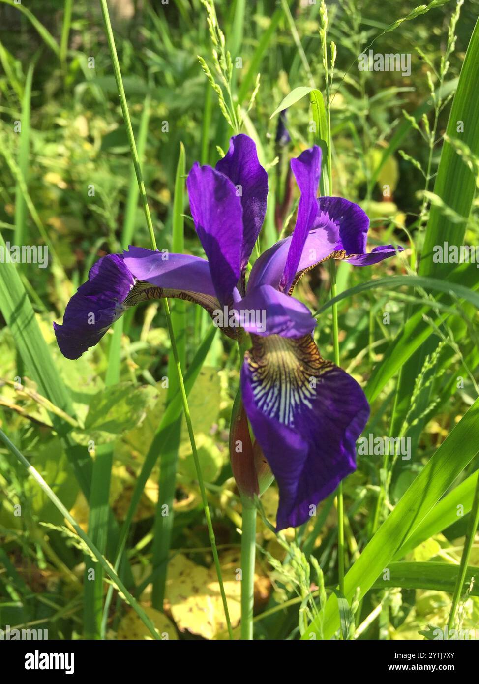 Japanese Iris (Iris sanguinea Stock Photo - Alamy