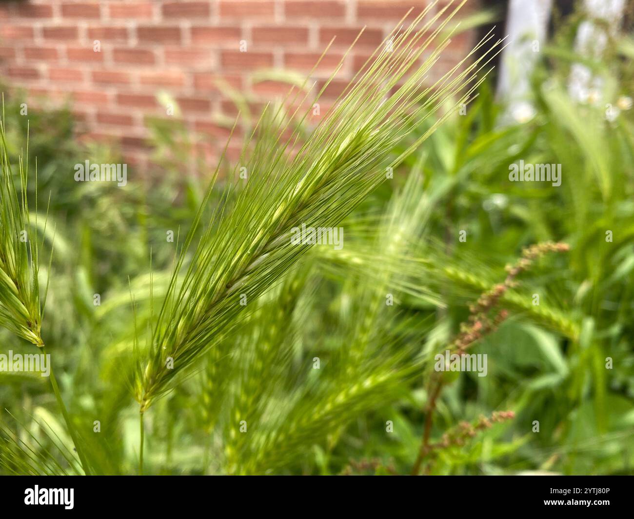 wall barley (Hordeum murinum Stock Photo - Alamy