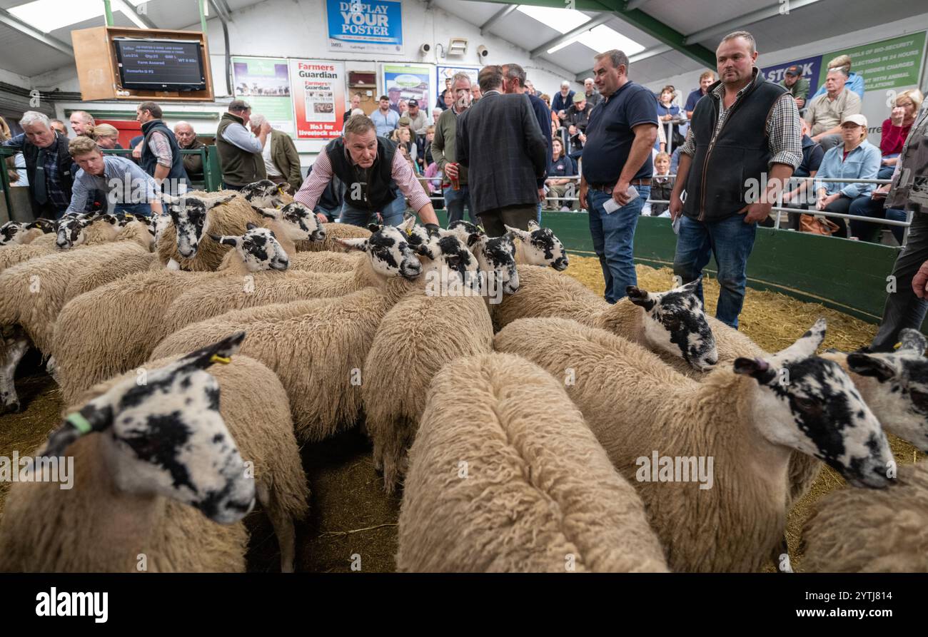 Sale of North of England mule gimmer lambs at Hawes, North Yorkshire ...