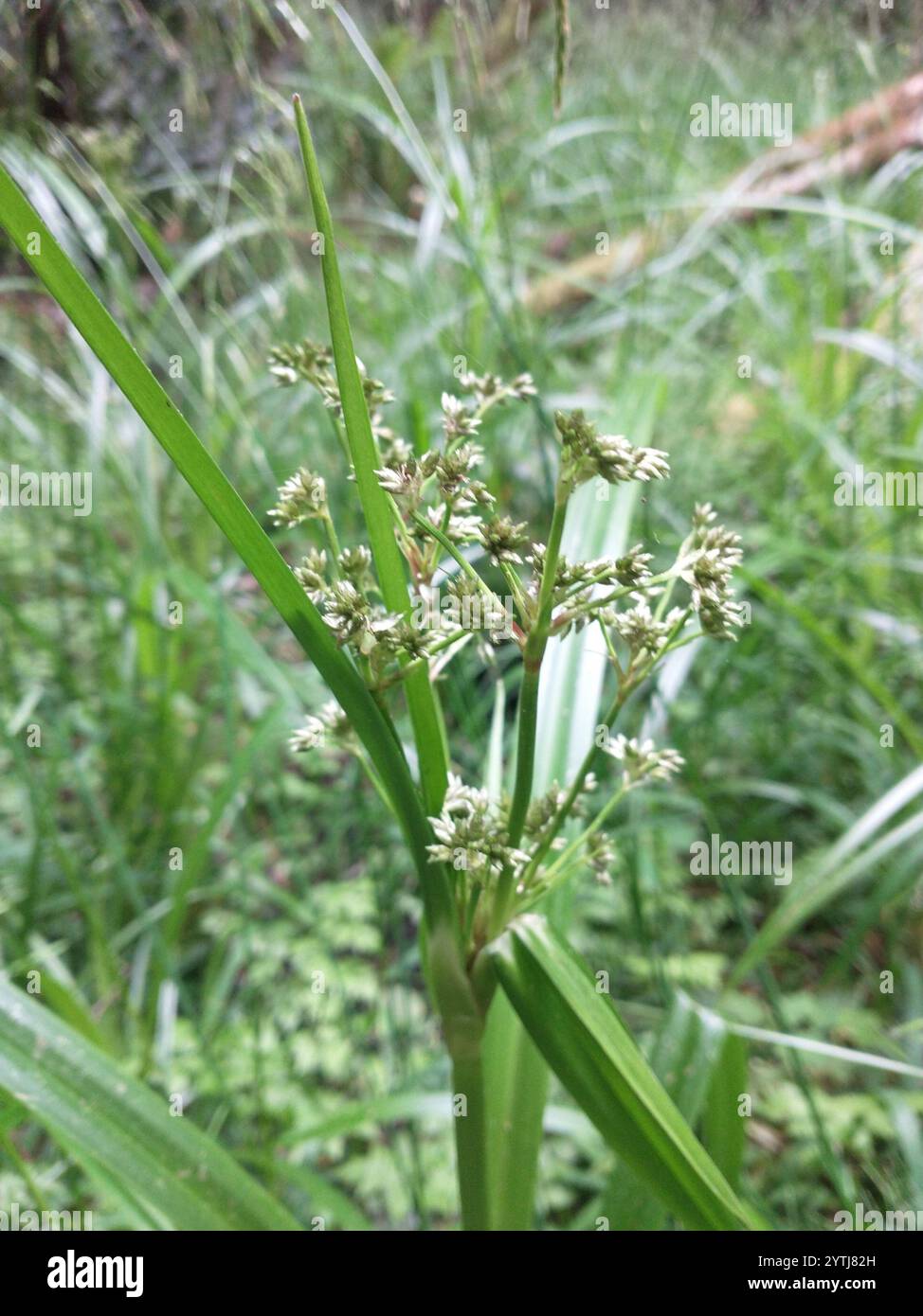 Panicled Bulrush (Scirpus microcarpus Stock Photo - Alamy