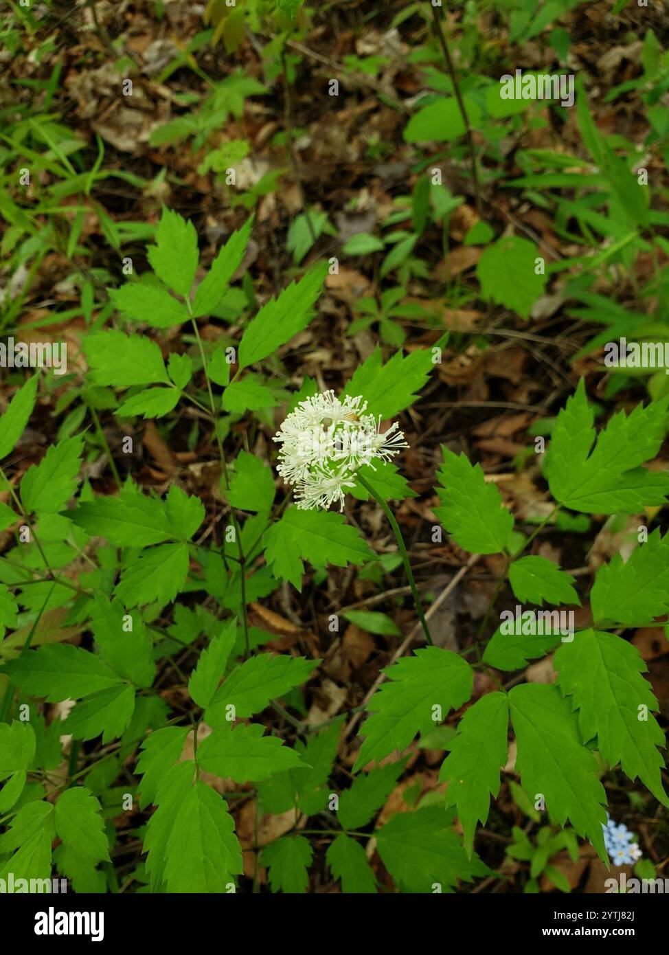 white baneberry (Actaea pachypoda Stock Photo - Alamy