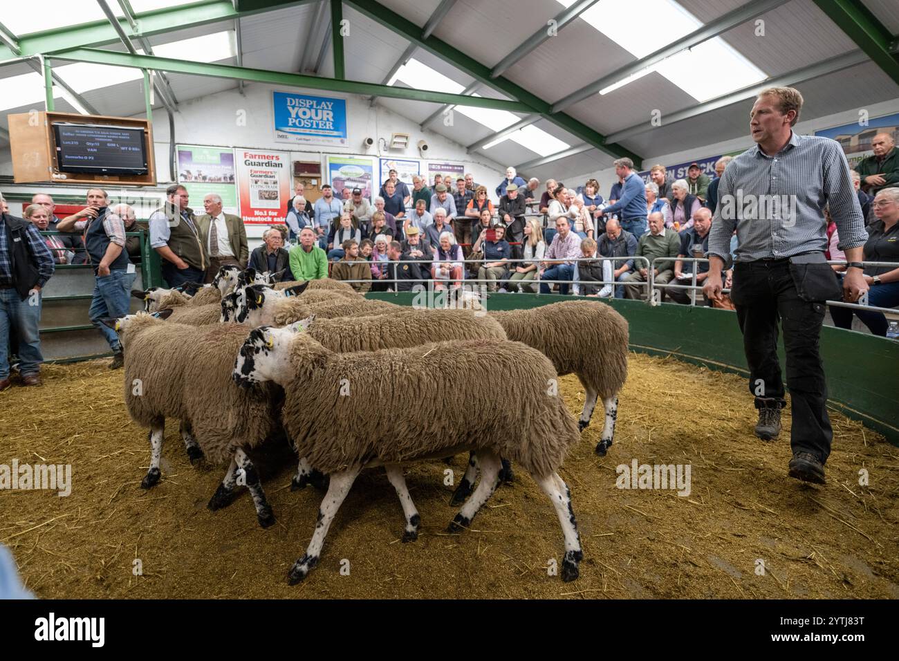 Sale of North of England mule gimmer lambs at Hawes, North Yorkshire ...