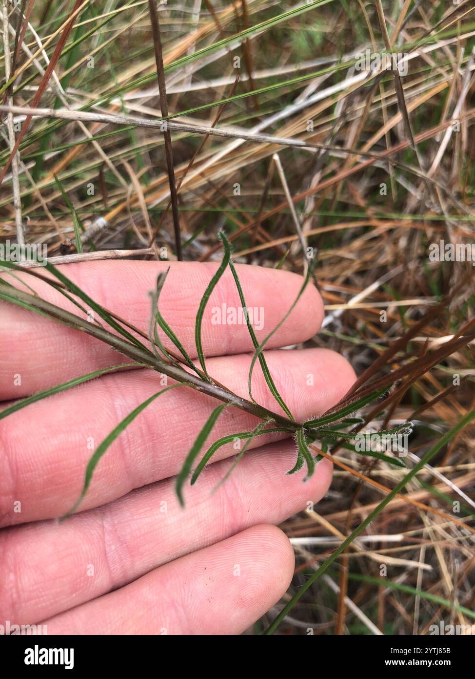 Fringed Bluestar (Amsonia ciliata Stock Photo - Alamy