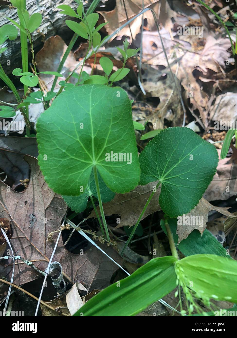 heart-leaf golden Alexanders (Zizia aptera Stock Photo - Alamy