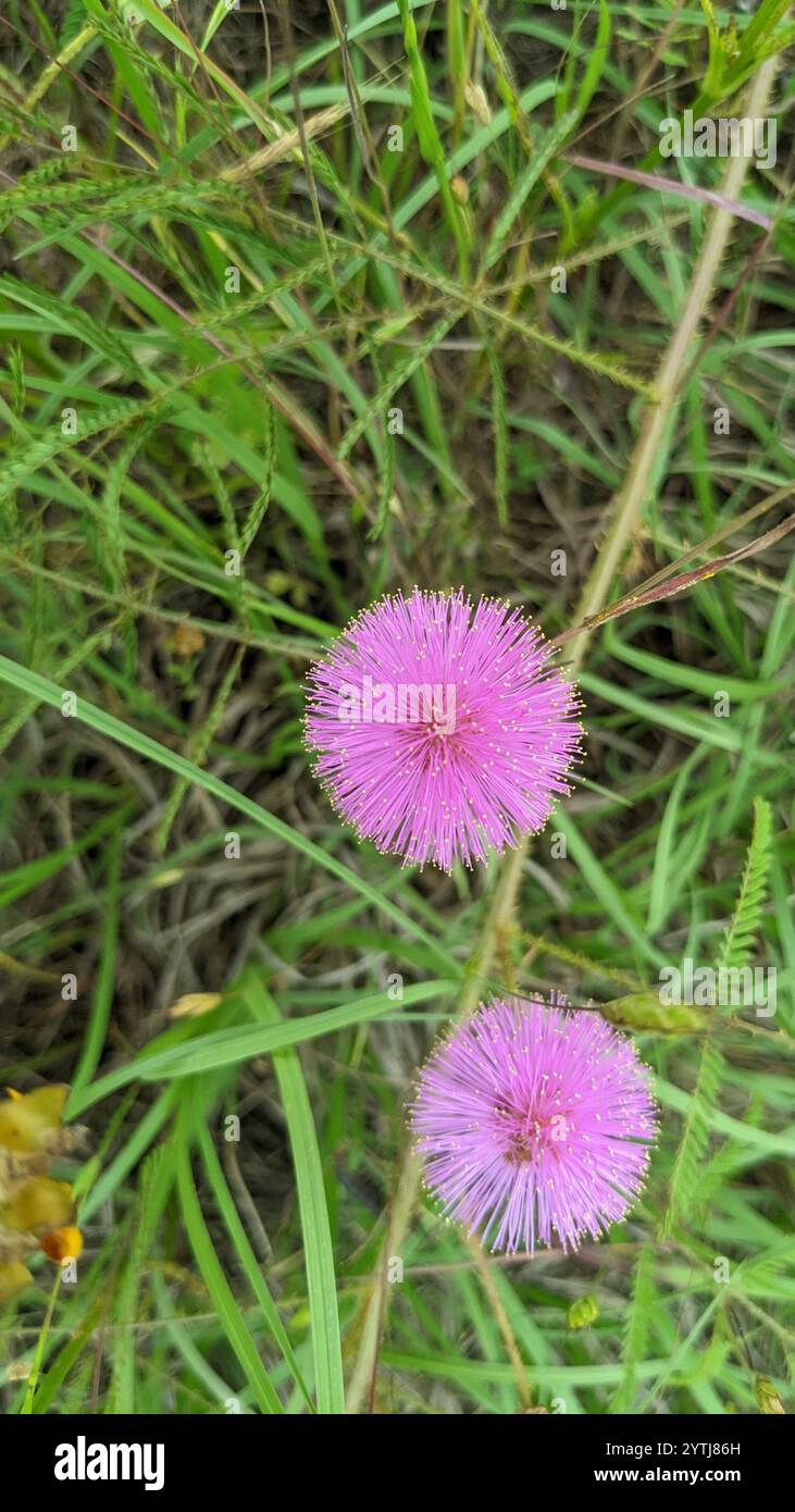 Mimosa nuttallii hi-res stock photography and images - Alamy